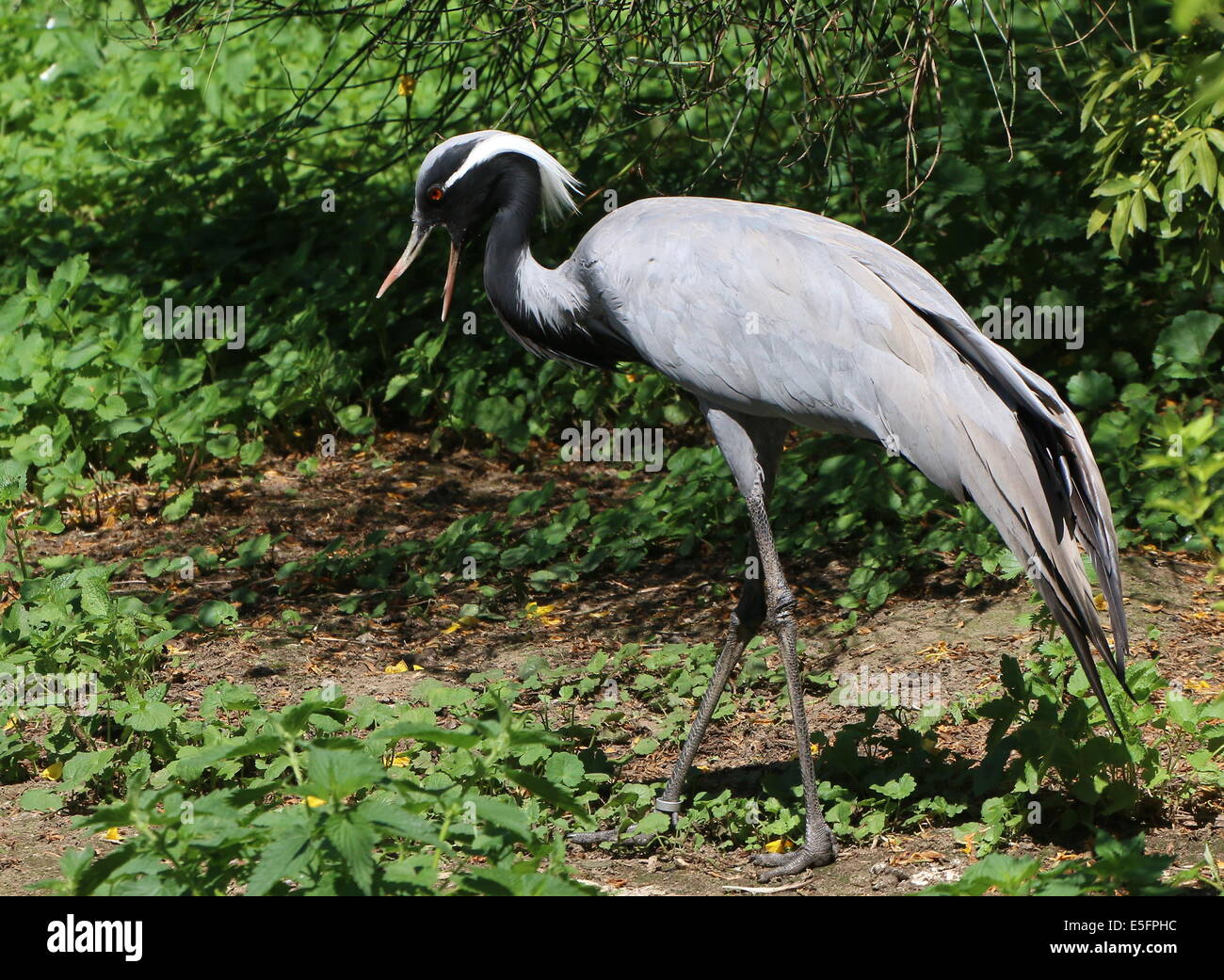 Demoiselle crane (Anthropoides virgo Stock Photo - Alamy