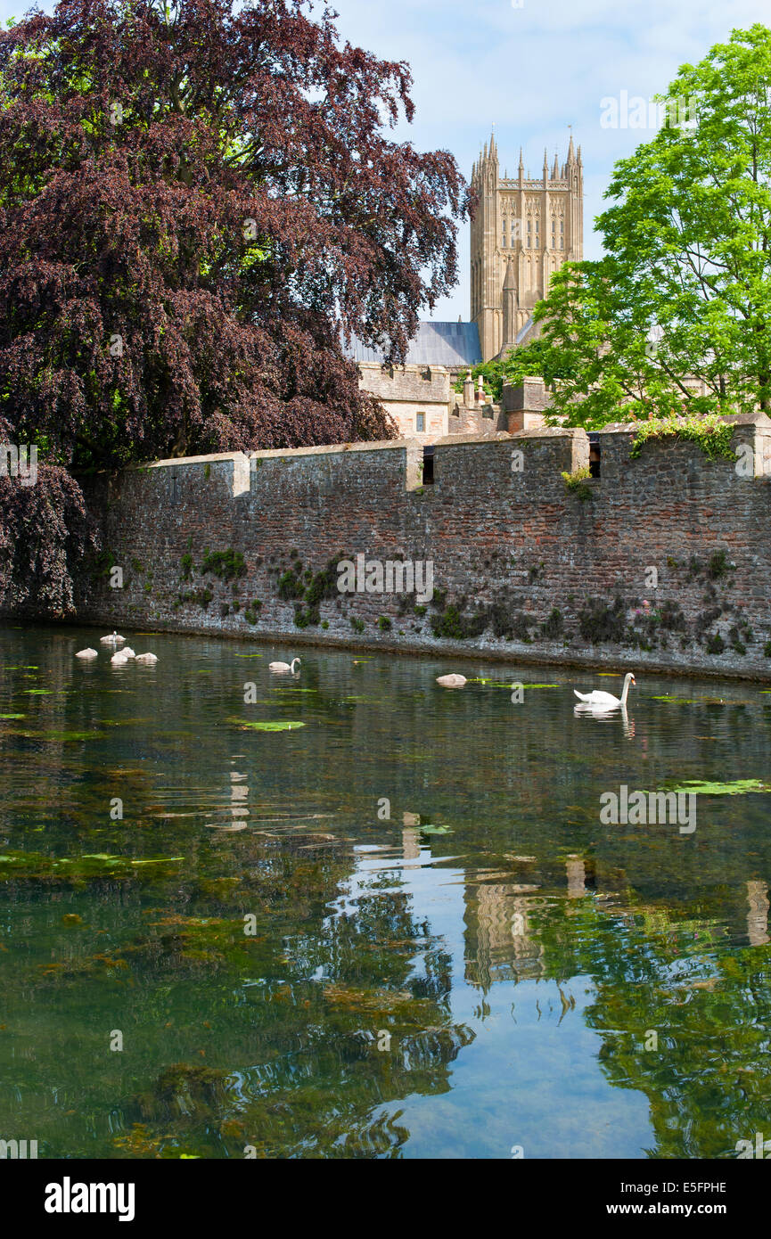 Swans on the moat surrounding the Bishop's Palace at Wells, Somerset ...