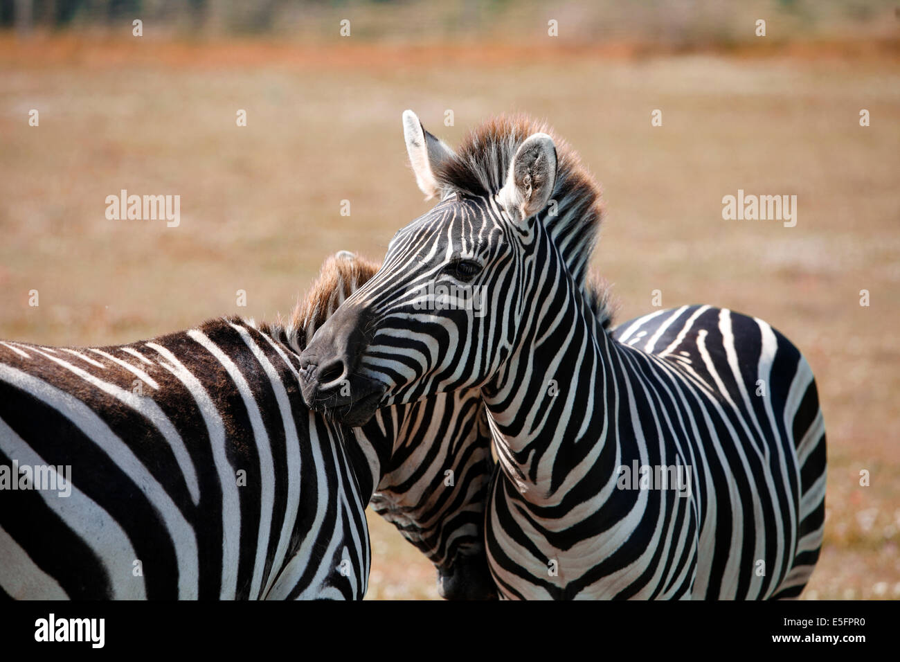 pair of Zebras bonding Stock Photo - Alamy