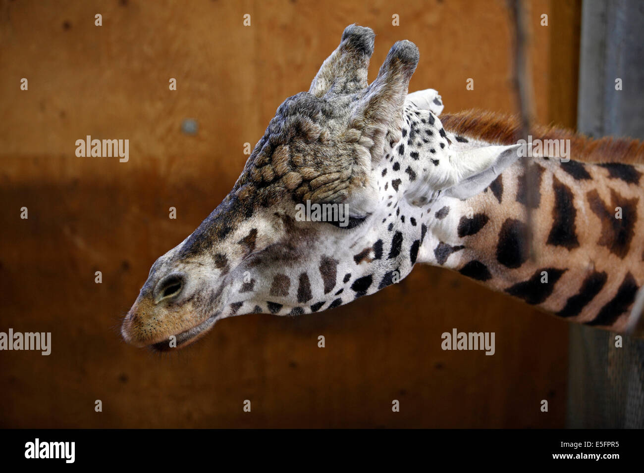 Giraffes head hi-res stock photography and images - Alamy