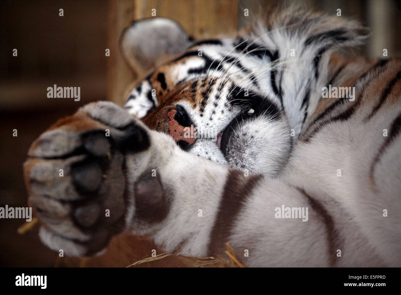 Tiger paw hi-res stock photography and images - Alamy