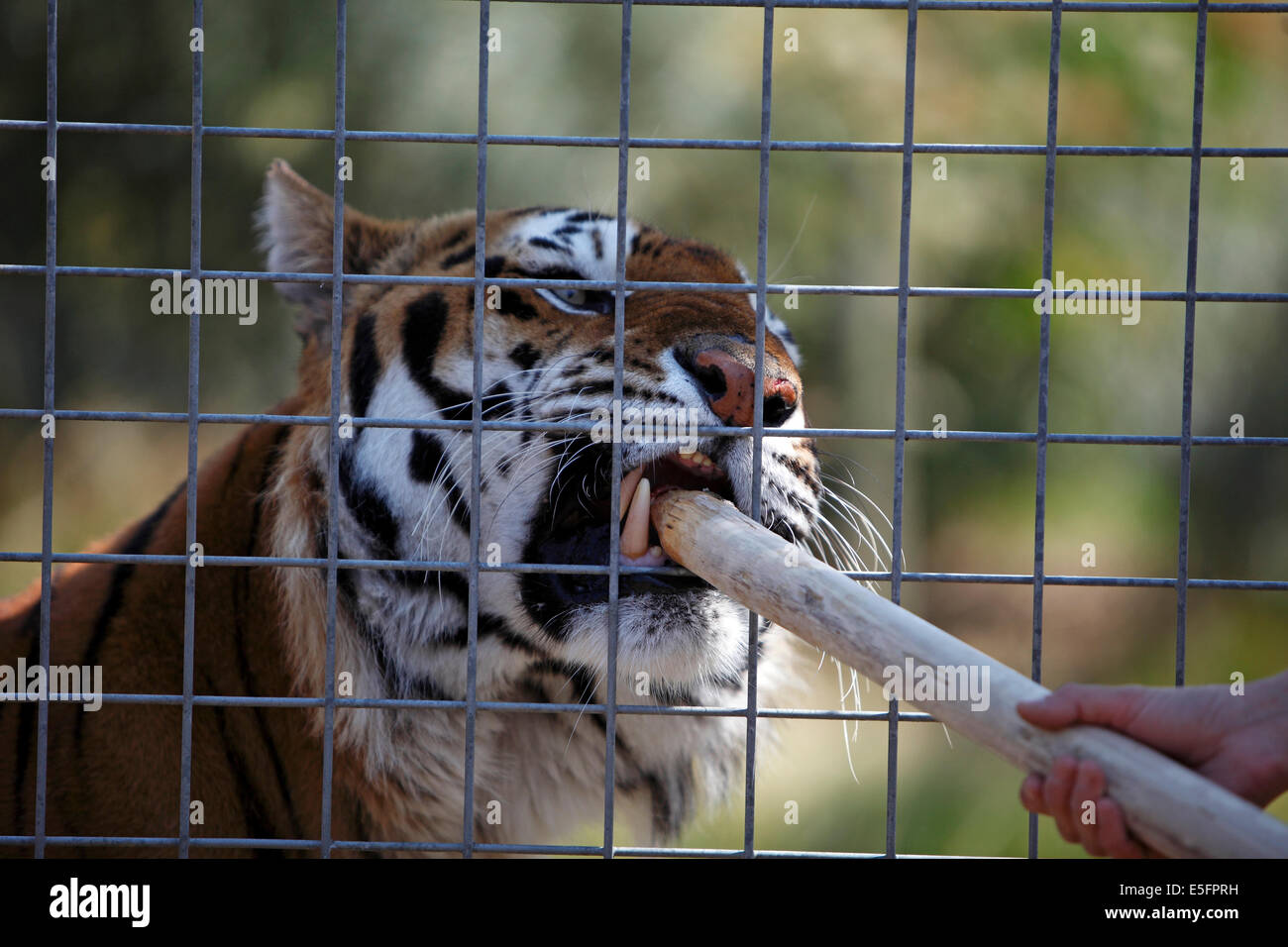 Tiger feeding zoo hi-res stock photography and images - Alamy
