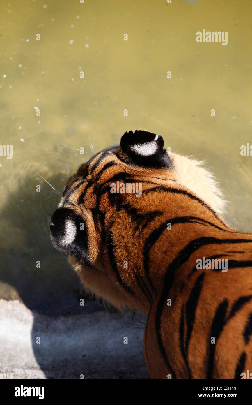 Tigers Ears Hi Res Stock Photography And Images Alamy