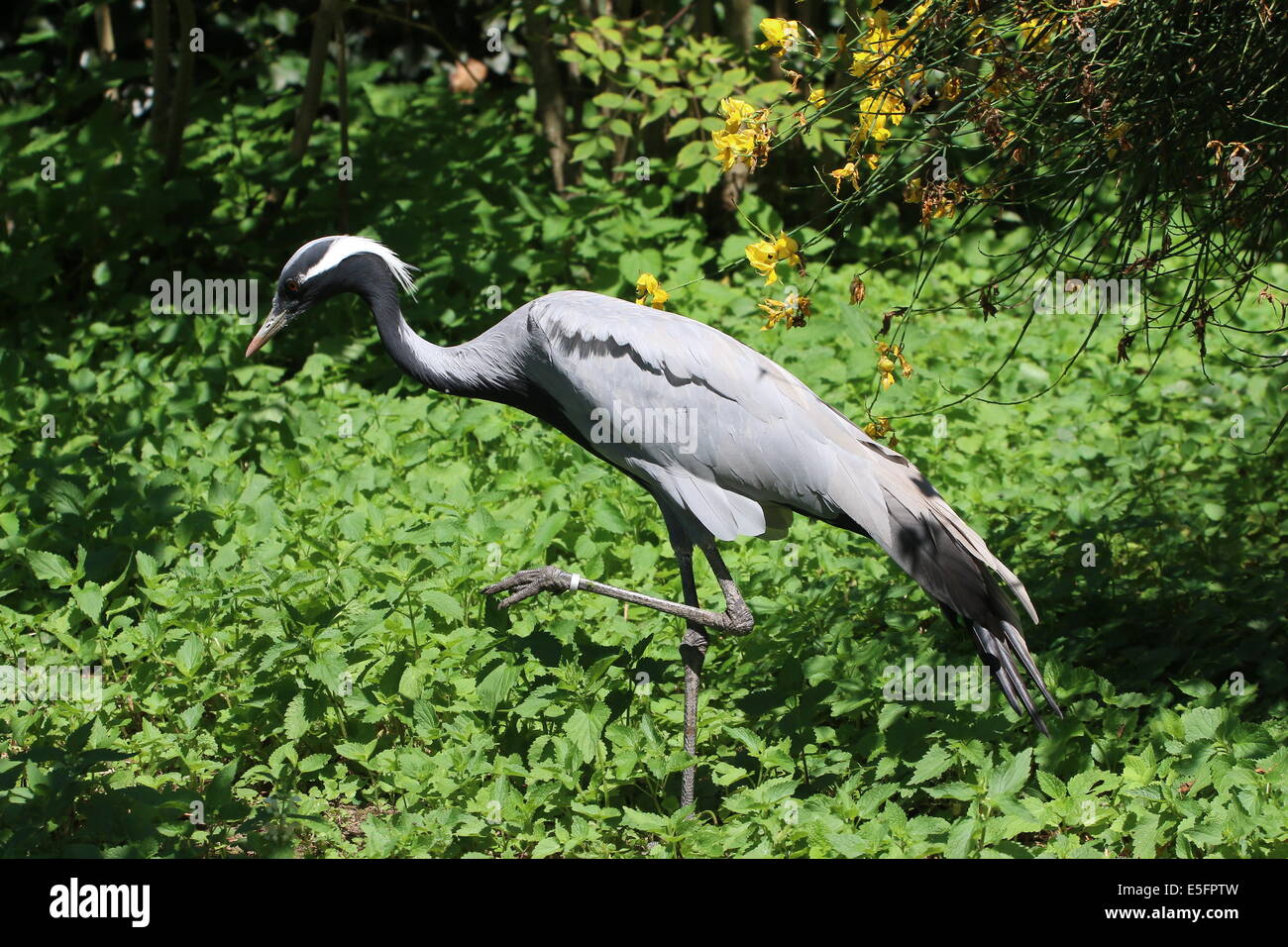Demoiselle crane (Anthropoides virgo) walking in a natural setting ...