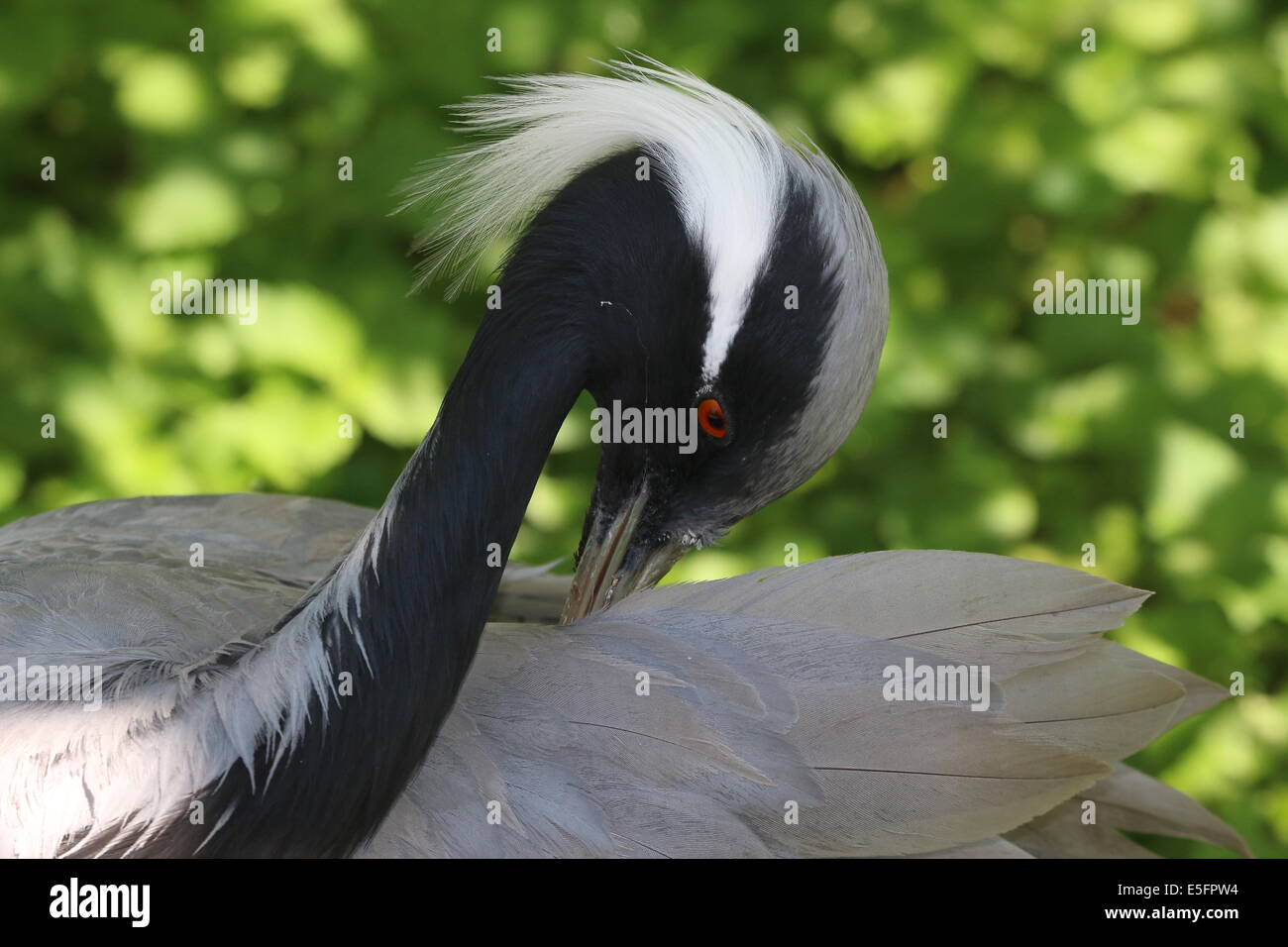 Demoiselle crane (Anthropoides virgo) preening his feathers Stock Photo ...