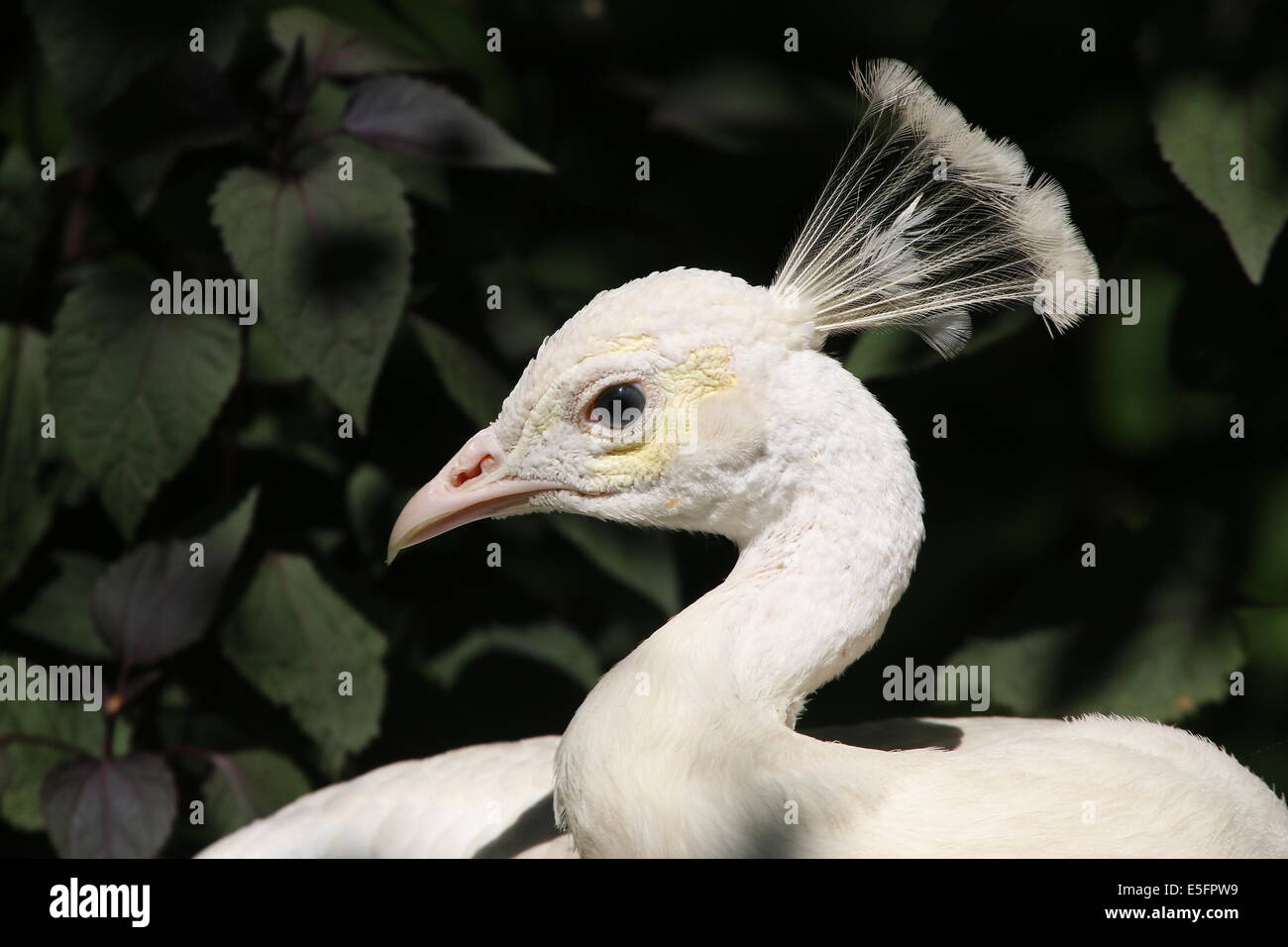 Leucistic blue bird hi-res stock photography and images - Alamy