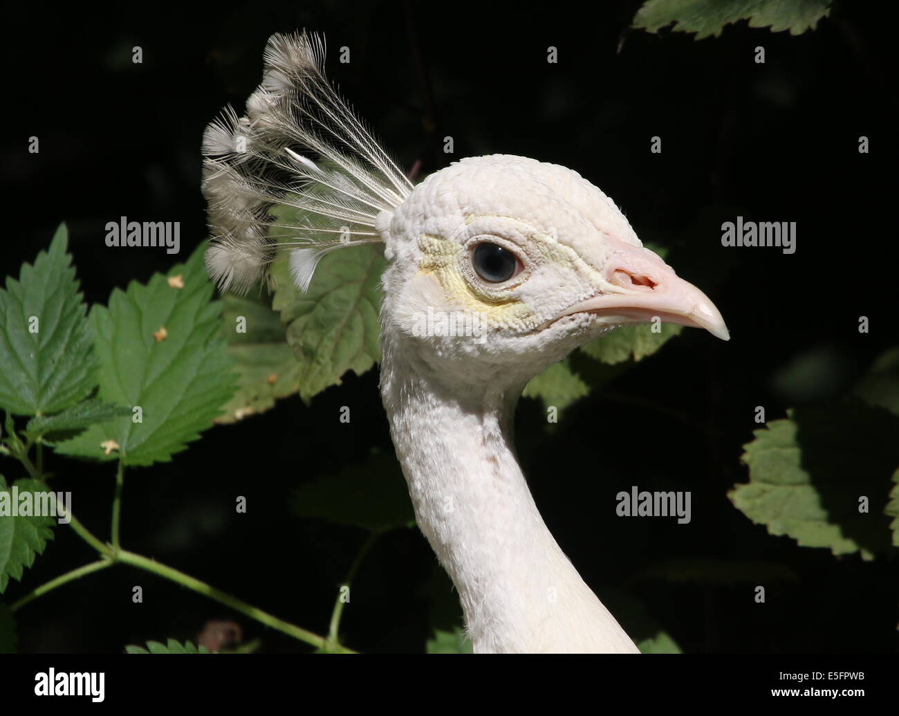 Leucistic blue bird hi-res stock photography and images - Alamy