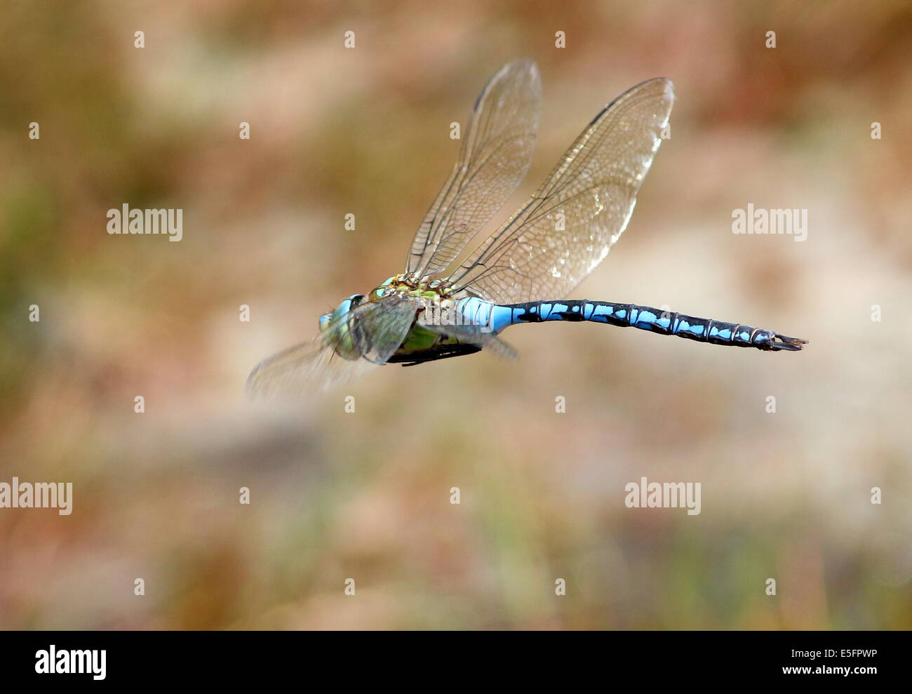Blue Emperor Dragonfly (Anax imperator) in flight Stock Photo - Alamy