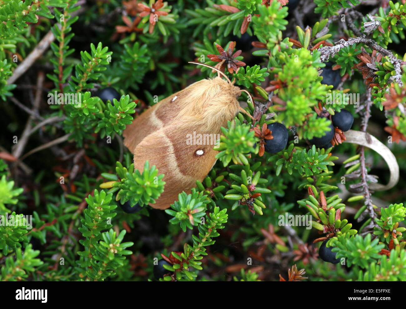 Female Oak Eggar Moth (Lasiocampa quercus Stock Photo - Alamy