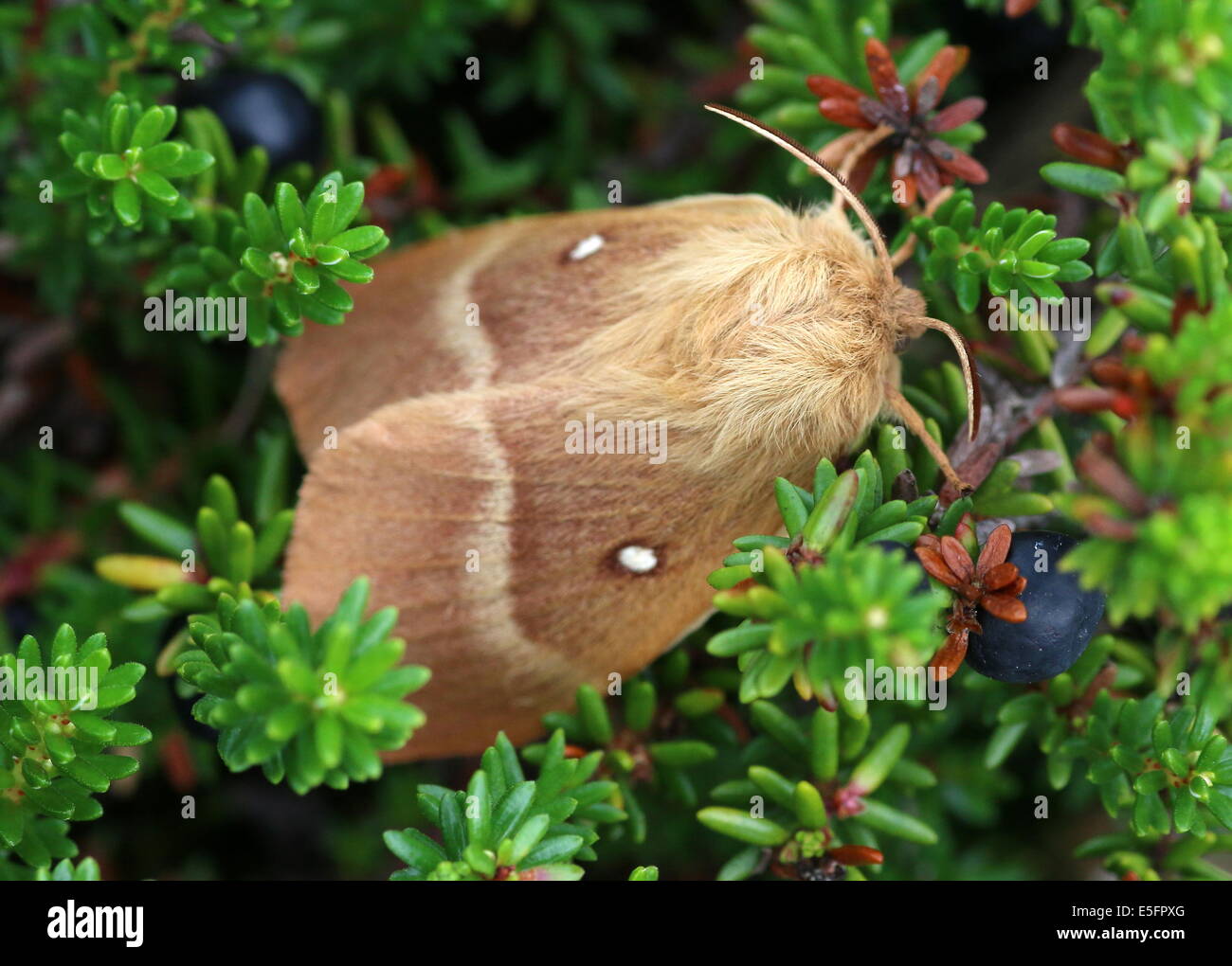 Female Oak Eggar Moth (Lasiocampa quercus Stock Photo - Alamy