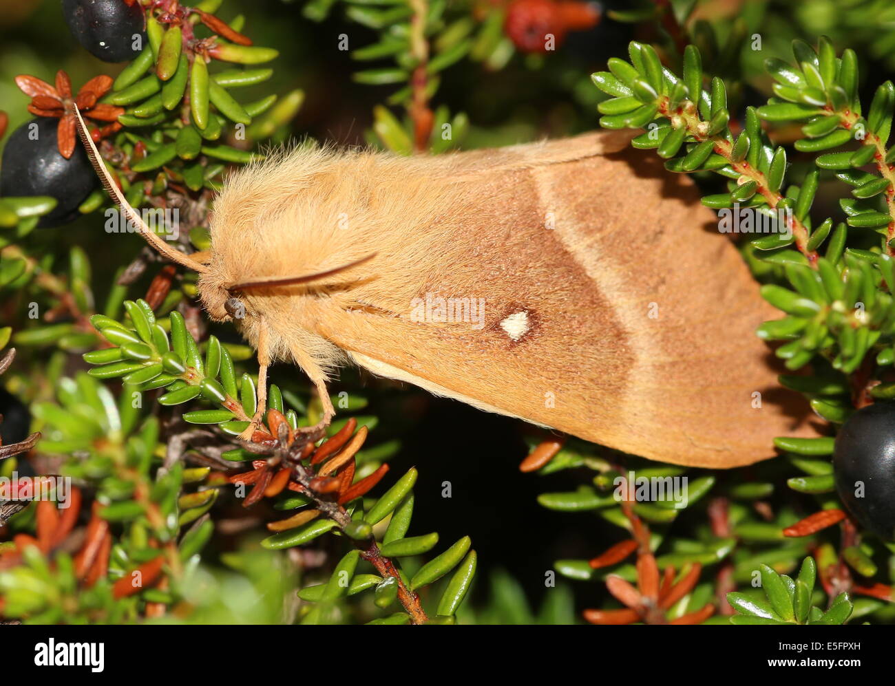 Female Oak Eggar Moth (Lasiocampa quercus Stock Photo - Alamy