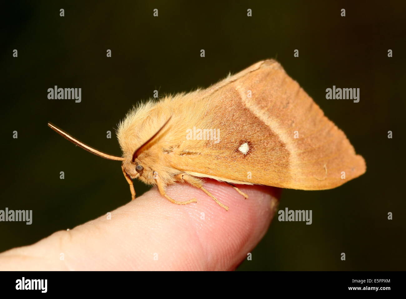 Female Oak Eggar Moth (Lasiocampa quercus), posing on my finger Stock ...
