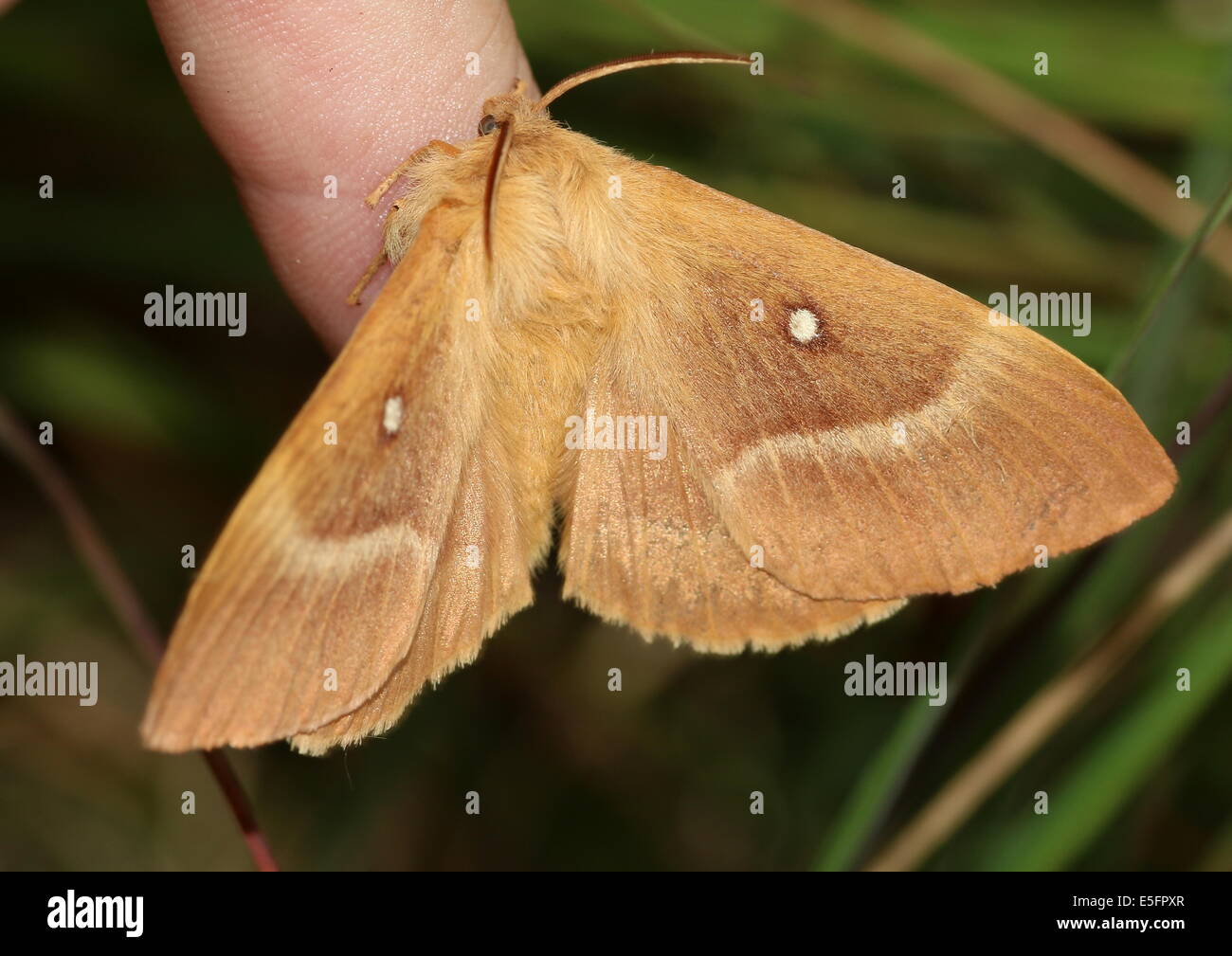 Female Oak Eggar Moth (Lasiocampa quercus), posing on my finger Stock ...