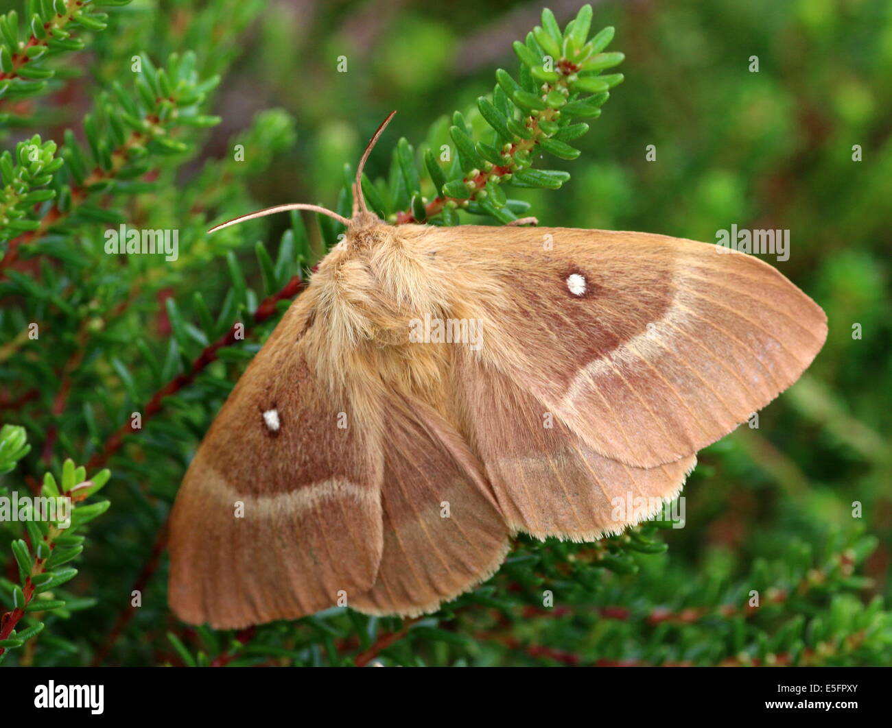 Female Oak Eggar Moth (Lasiocampa quercus Stock Photo - Alamy