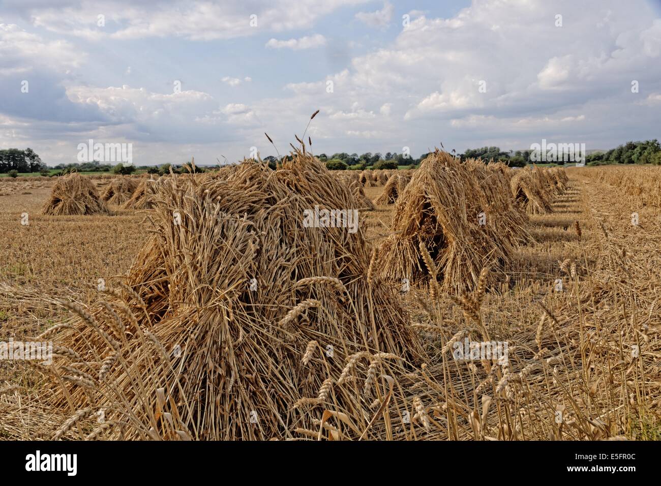 stooks of corn drying in Wiltshire field Stock Photo - Alamy