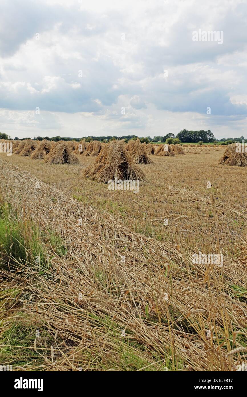 stooks of corn drying in Wiltshire field Stock Photo - Alamy