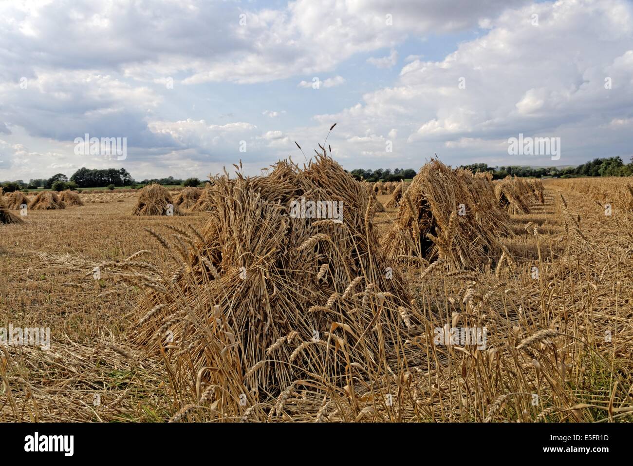 stooks of corn drying in Wiltshire field Stock Photo - Alamy