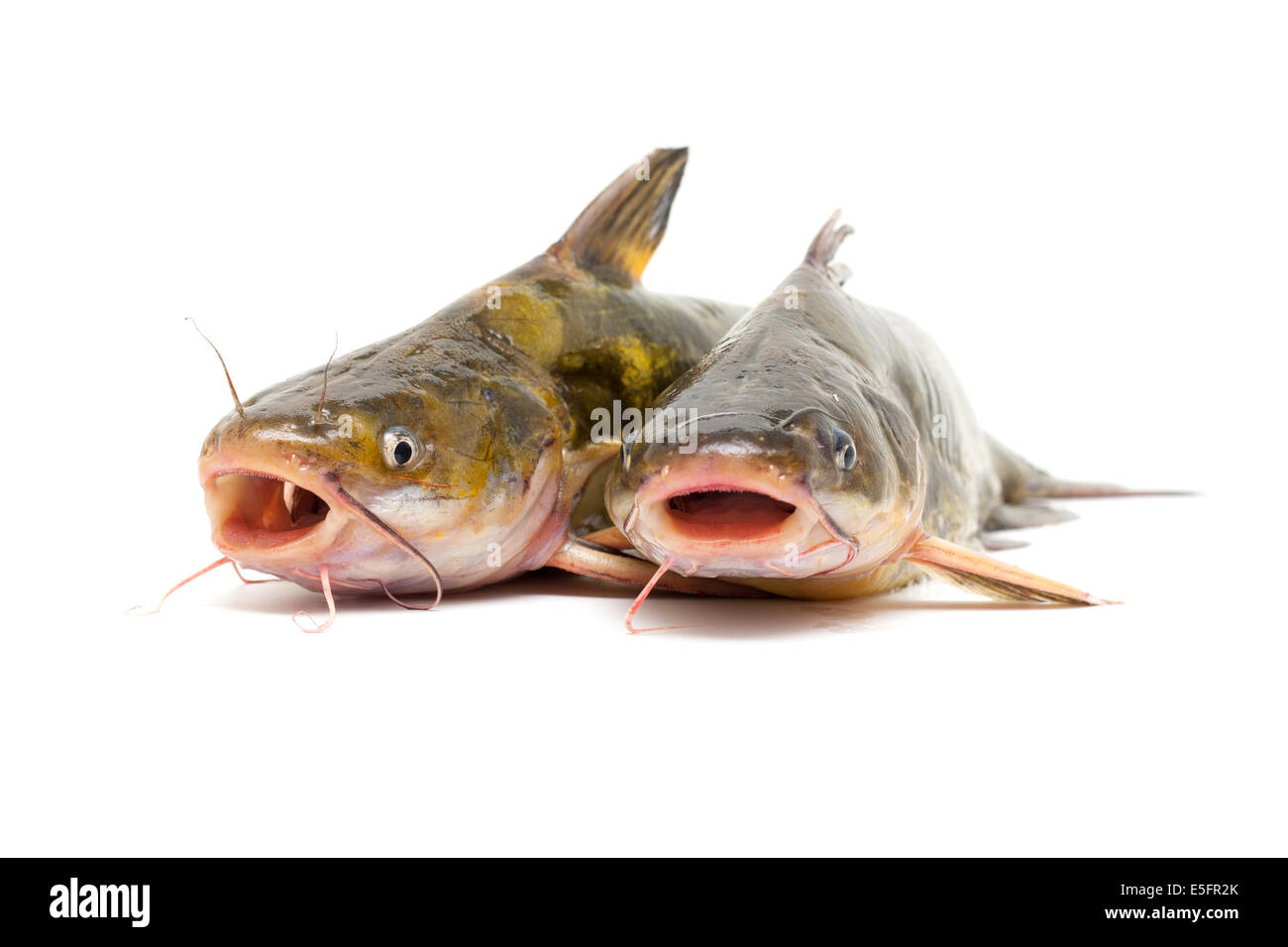 Catfish isolated on white background Stock Photo - Alamy