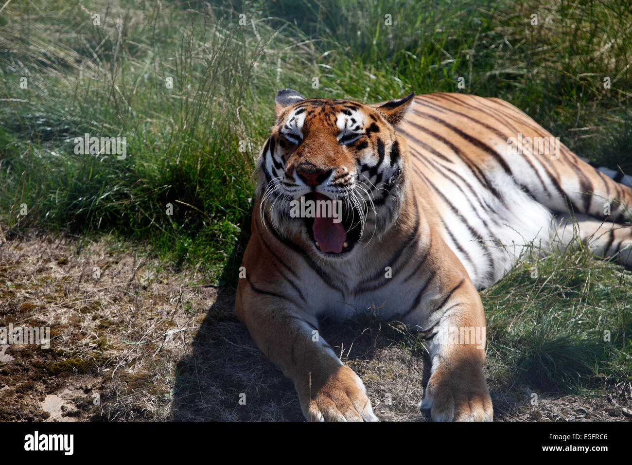 Bengal tiger yawning hi-res stock photography and images - Alamy