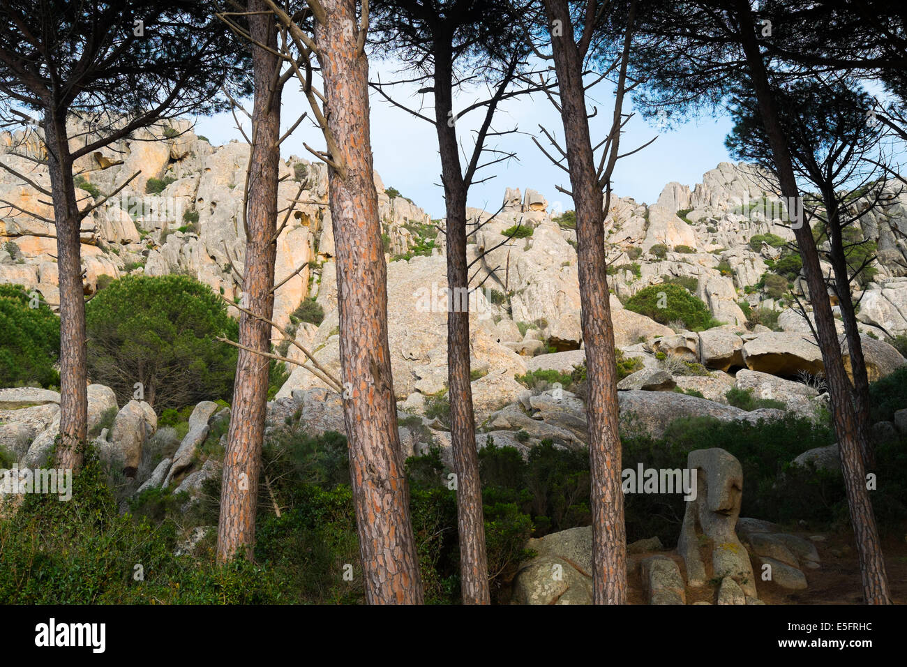 Pine tree forest hi-res stock photography and images - Alamy