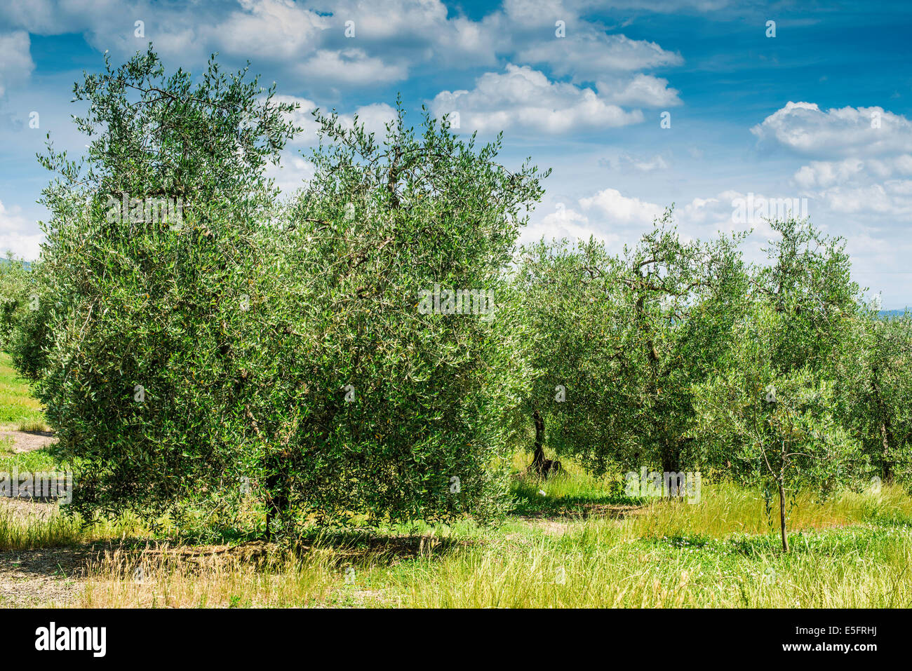 Olive trees in Italy. Olive plantation Stock Photo - Alamy