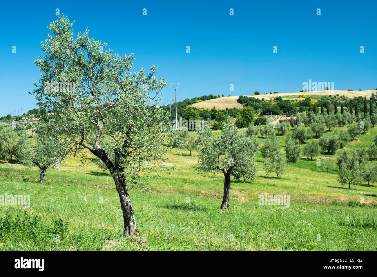 Olive trees in Italy, Tuscany Stock Photo - Alamy