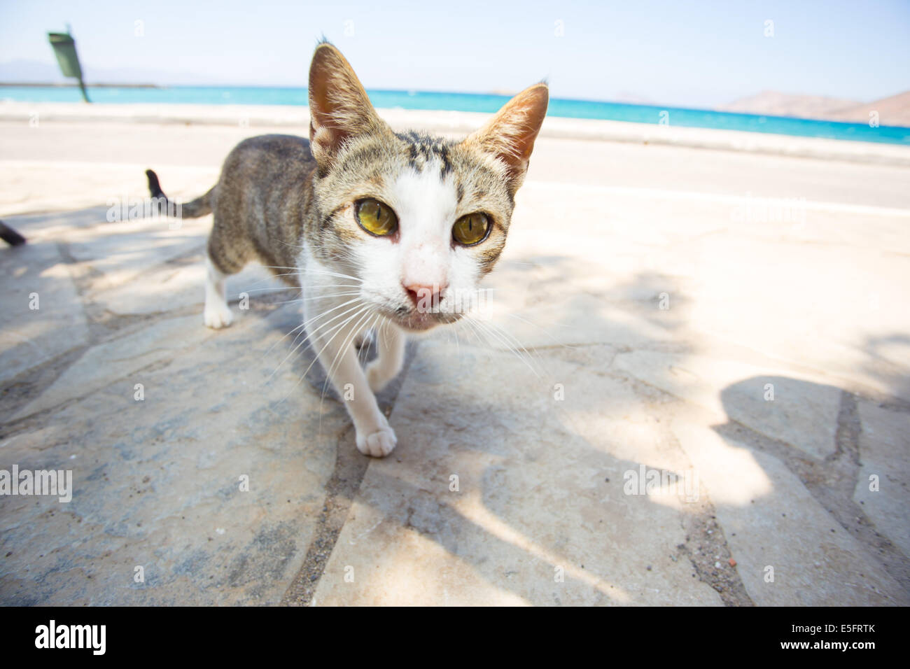 Curious stray cat in Pachia Ammos, Crete Stock Photo - Alamy