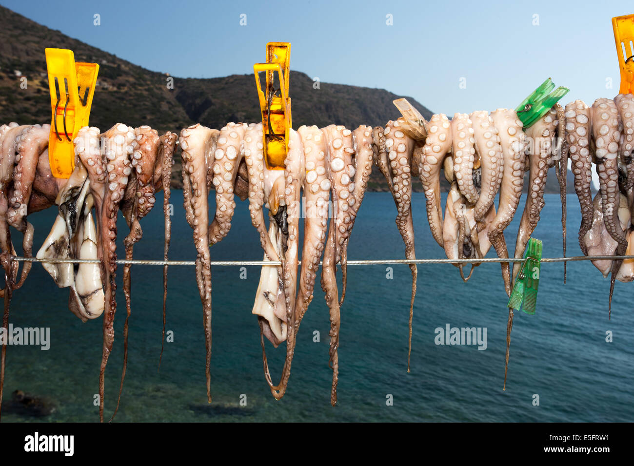 Octopus drying in sun hi-res stock photography and images - Alamy