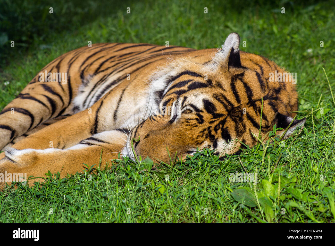 Tiger sleeping asia hi-res stock photography and images - Alamy