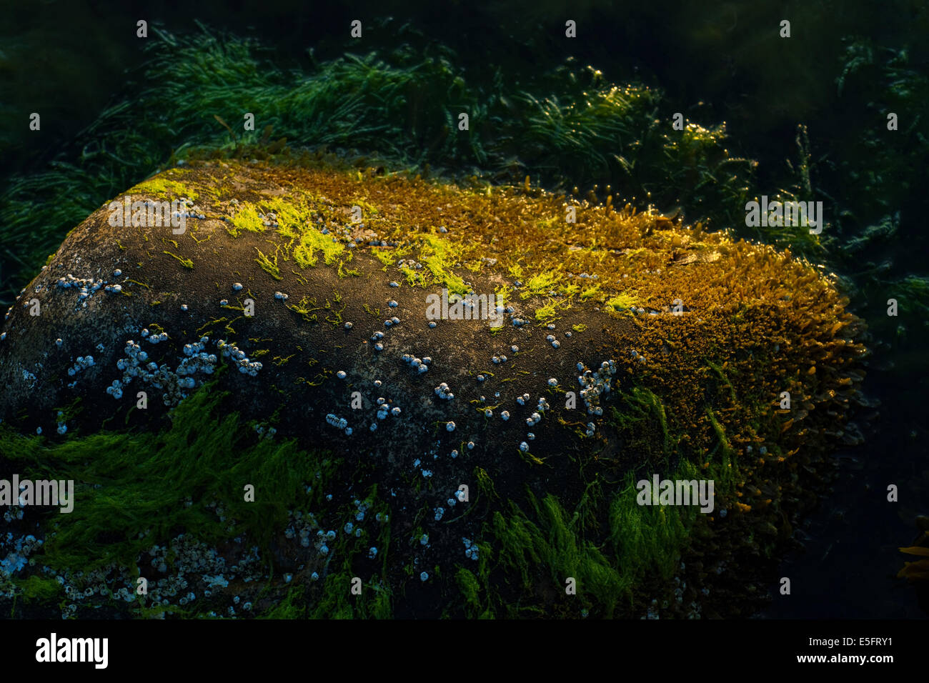 Koster, Kosterhavet, national park, ocean, Sweden Stock Photo - Alamy