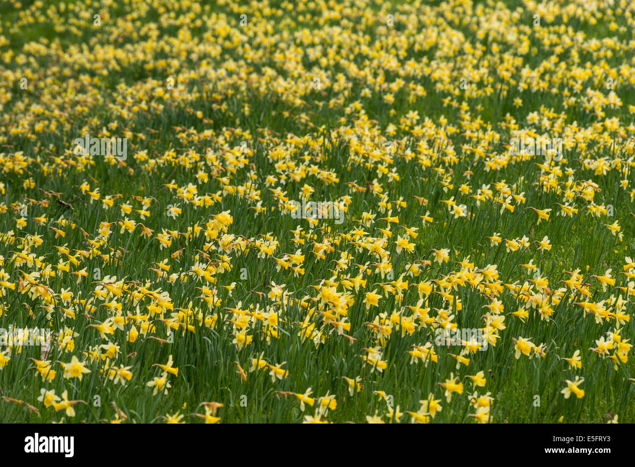 Wild daffodils (Narcissus pseudonarcissus) in Gwen and Vera's Fields in ...