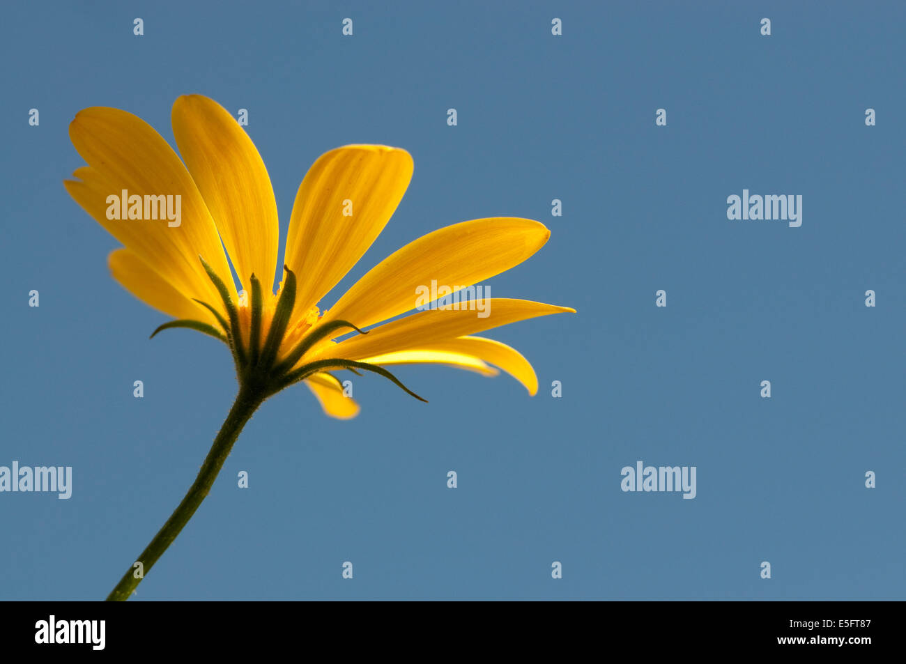 Daisy like flower hi-res stock photography and images - Alamy