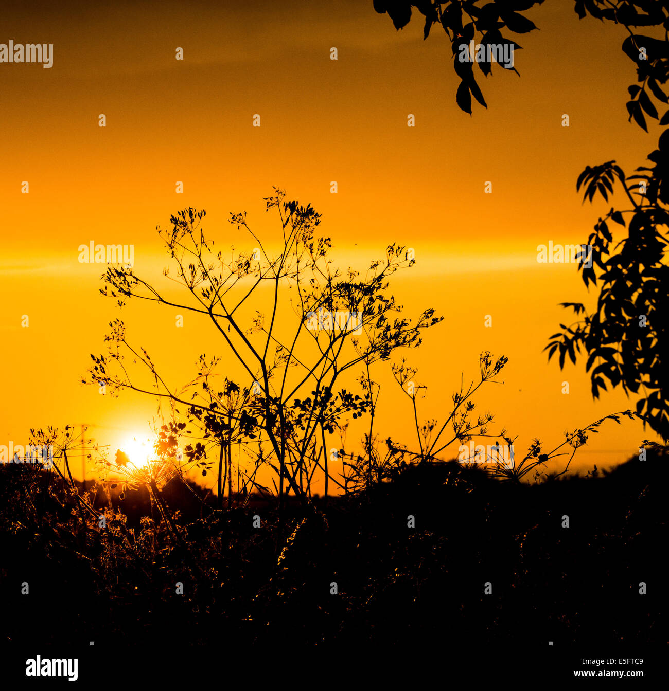 Summer sunset with cow parsley seeda silhouetted Stock Photo - Alamy