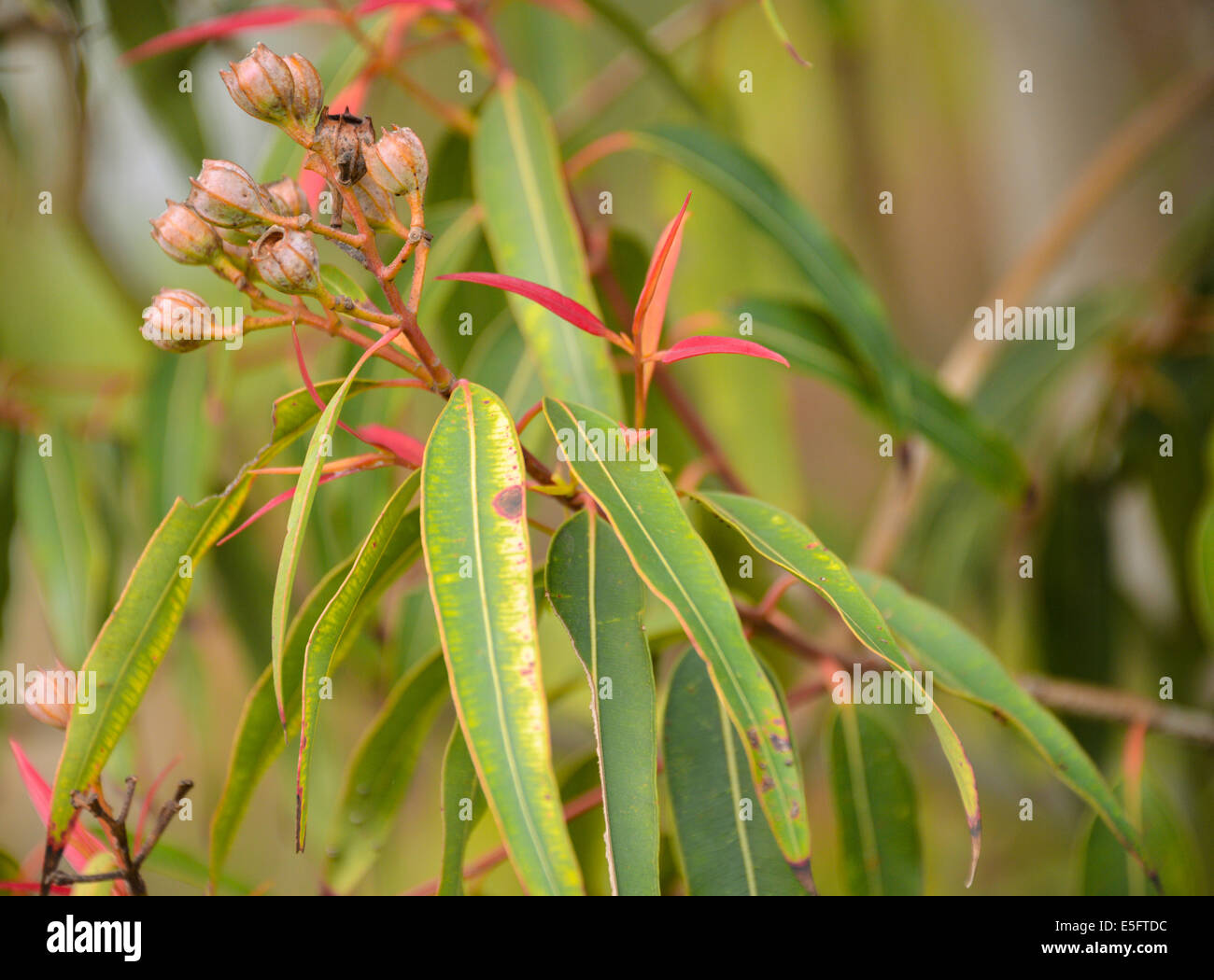 Red gum tree hi-res stock photography and images - Alamy
