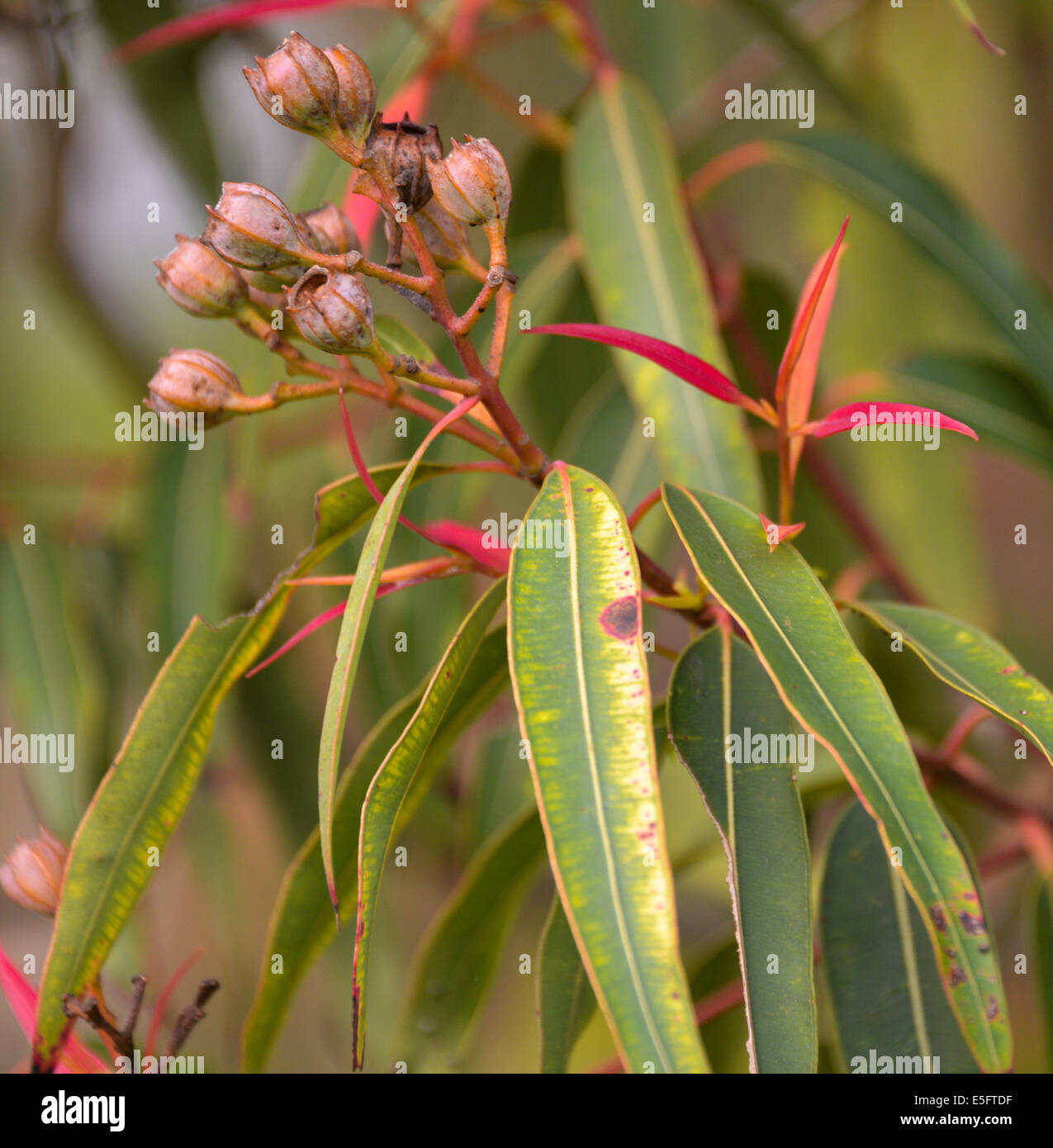 red gum tree flower Australian native flower Stock Photo - Alamy