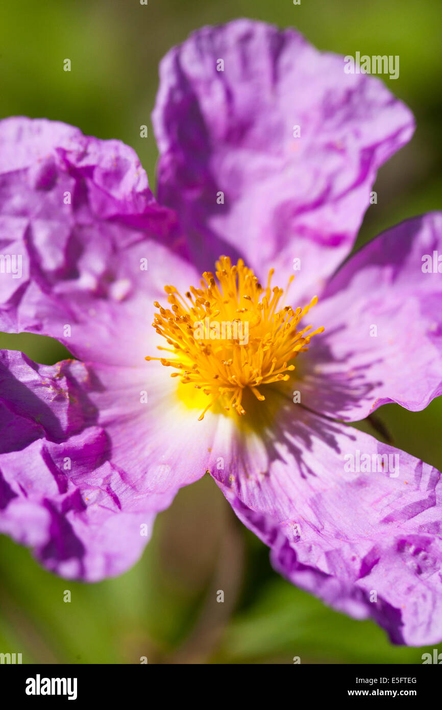 Tur plant hi-res stock photography and images - Alamy