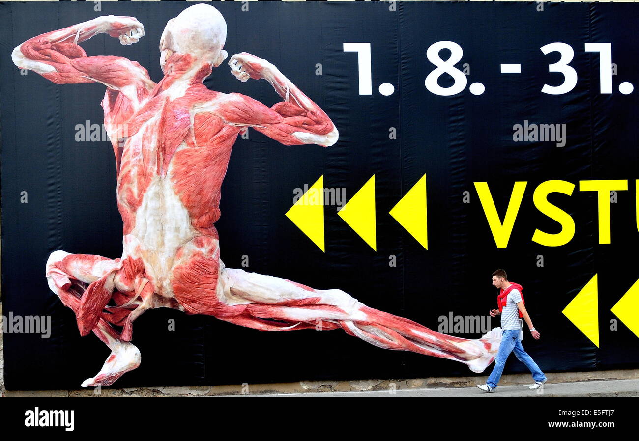 Body organs poster hi-res stock photography and images - Alamy