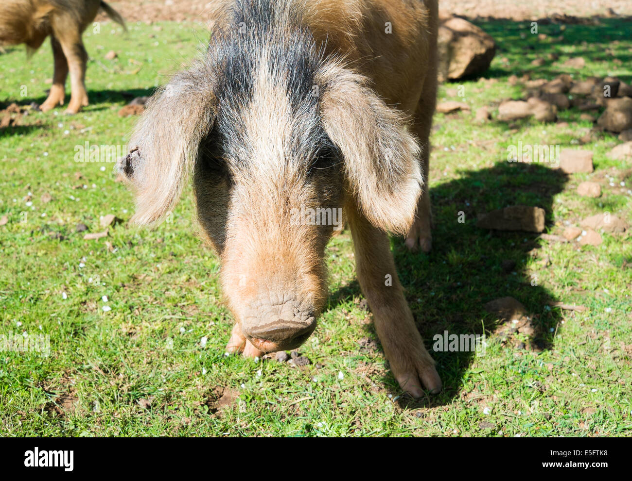 Wild pig in Baunei, Sardinia, Italy Stock Photo - Alamy
