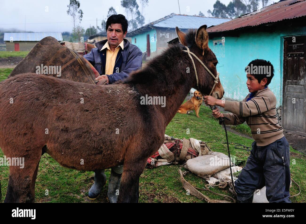 Saddling donkey for potatoes harvest in Cruzpata - CHACHAPOYAS ...
