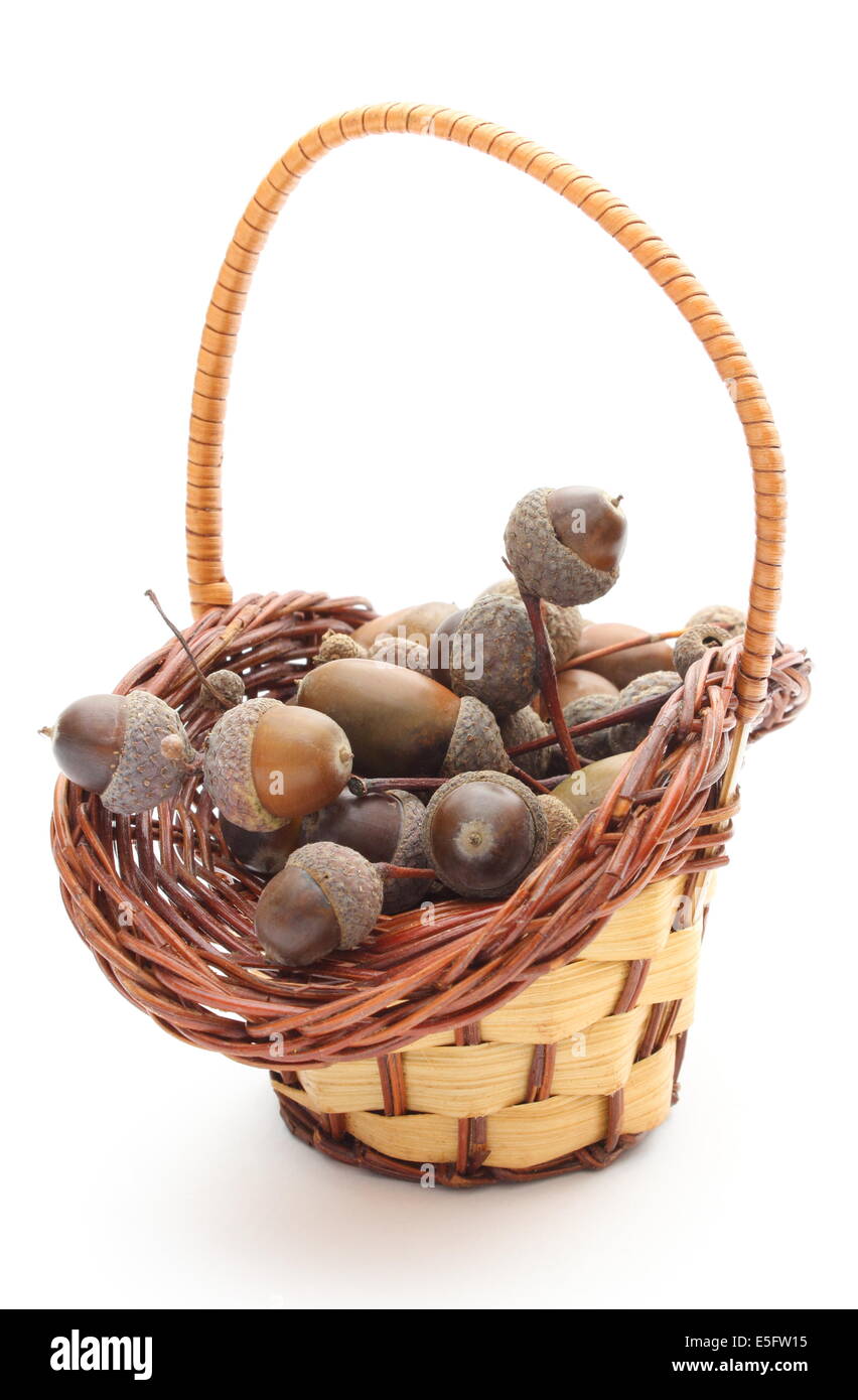 Acorn basket hi-res stock photography and images - Alamy