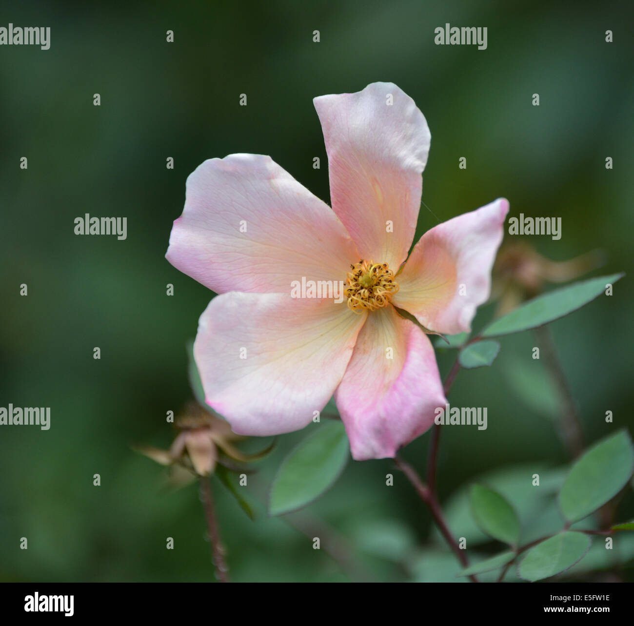 Pink dog rose hi-res stock photography and images - Alamy