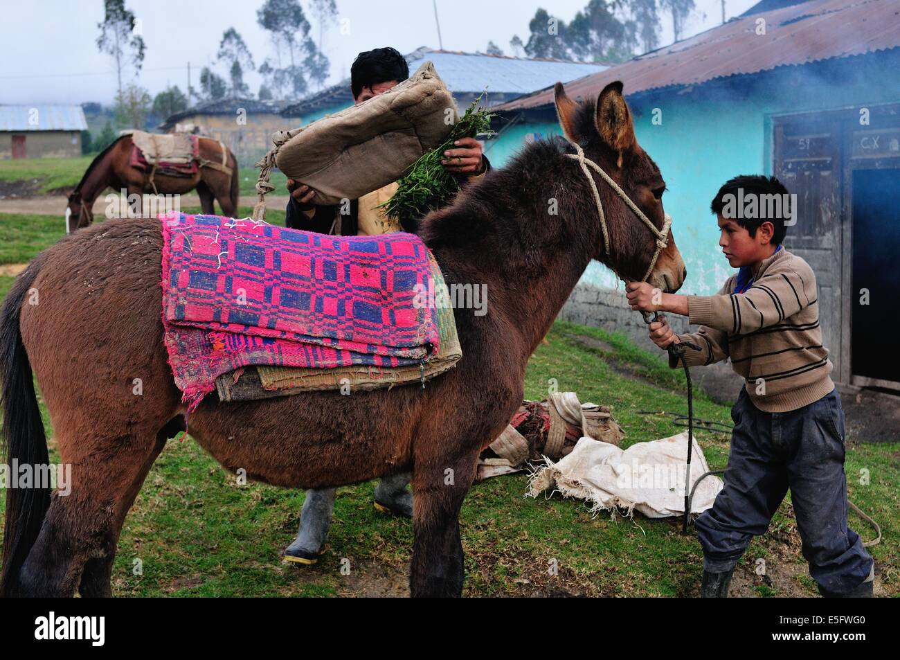 Saddling donkey for potatoes harvest in Cruzpata - CHACHAPOYAS ...