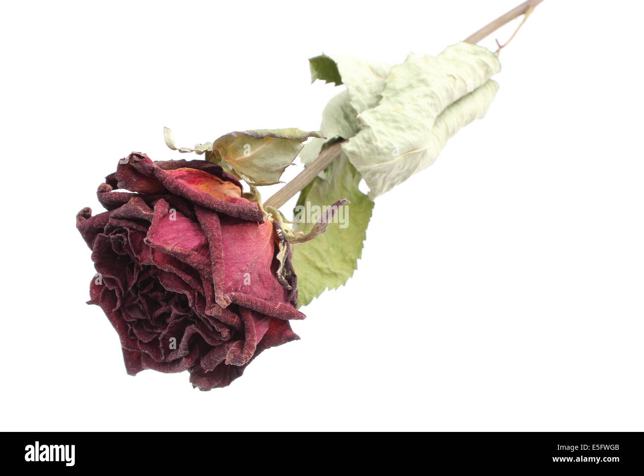 Closeup of dried and faded red rose isolated on white background Stock ...