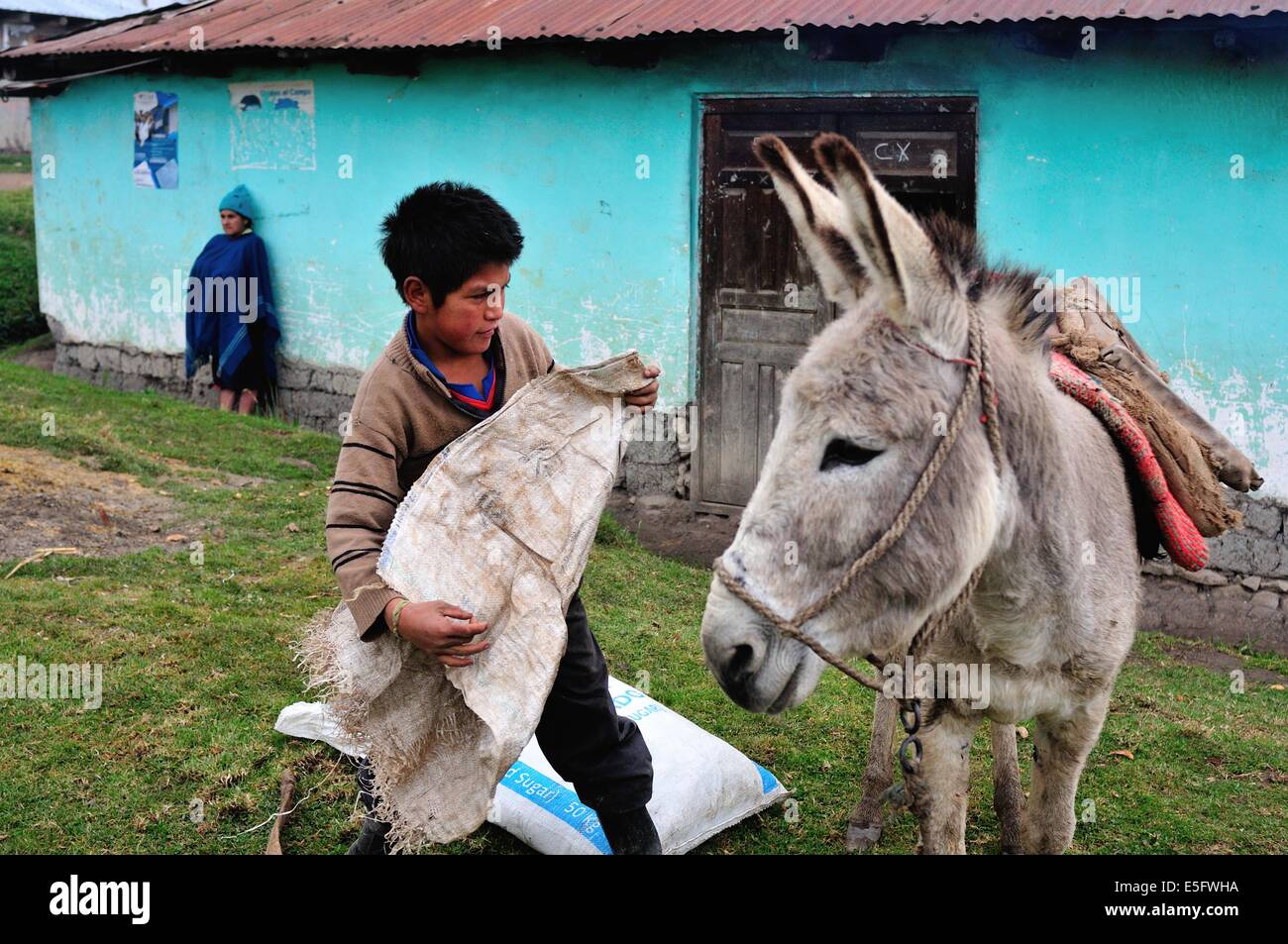 Saddling donkey for potatoes harvest in Cruzpata - CHACHAPOYAS ...