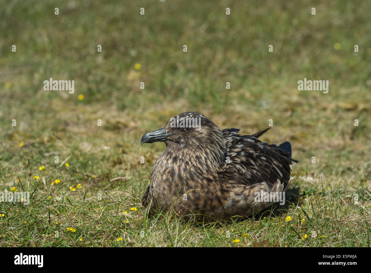 Skua on Nest Stock Photo - Alamy