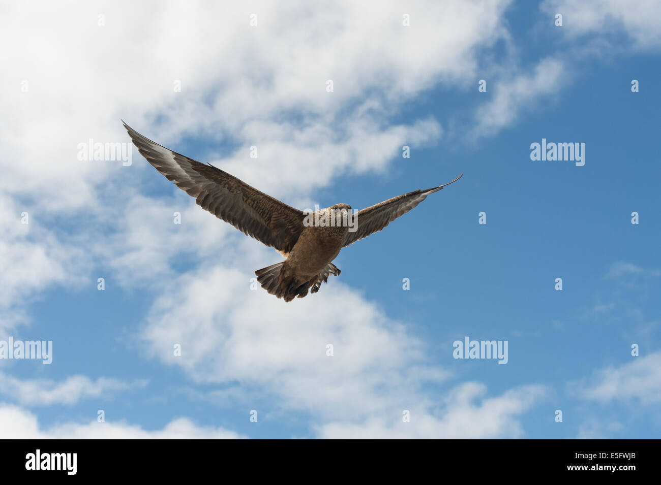 Skua flying, in flight Stock Photo - Alamy