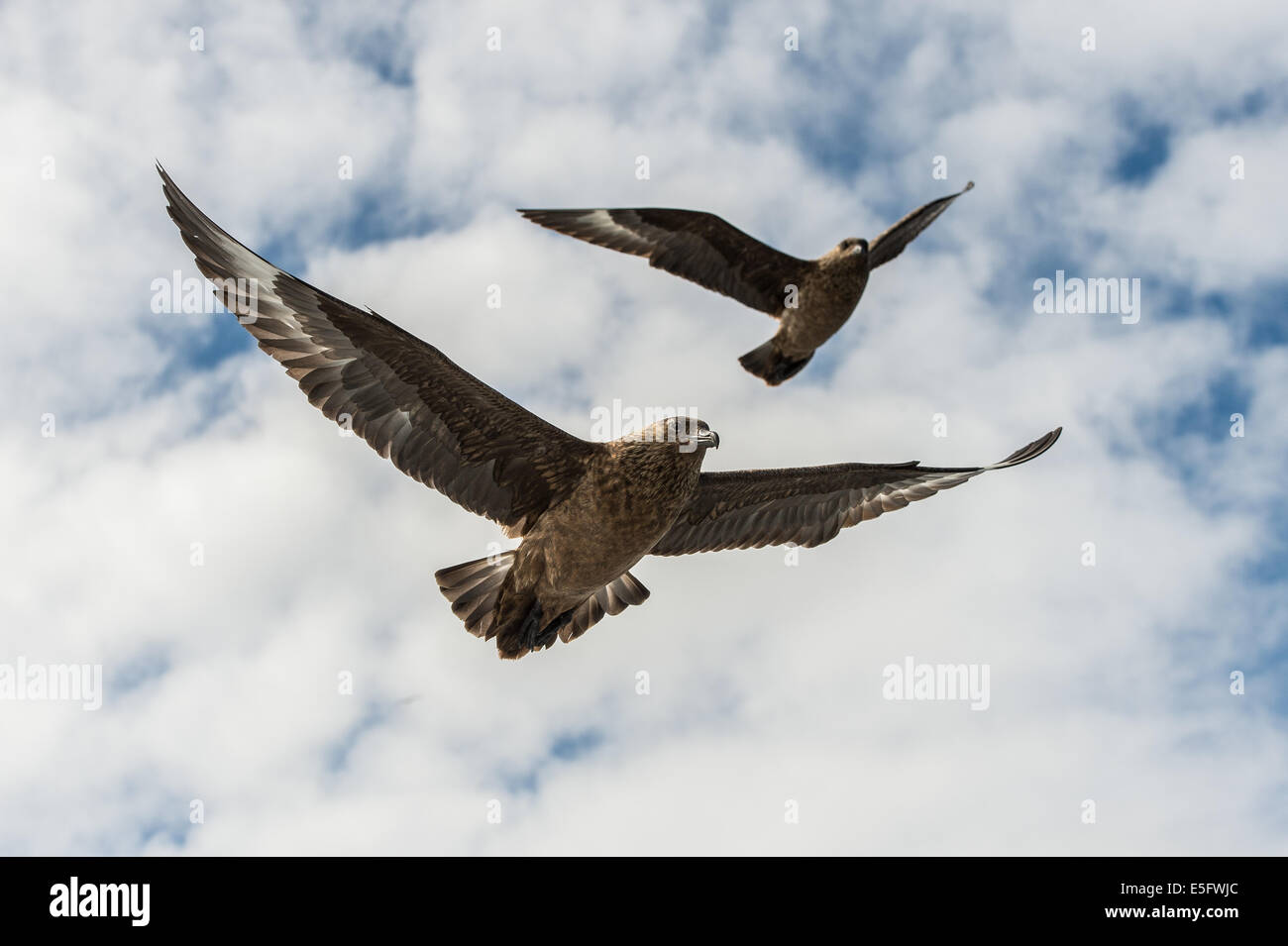 Skua flying, in flight Stock Photo - Alamy