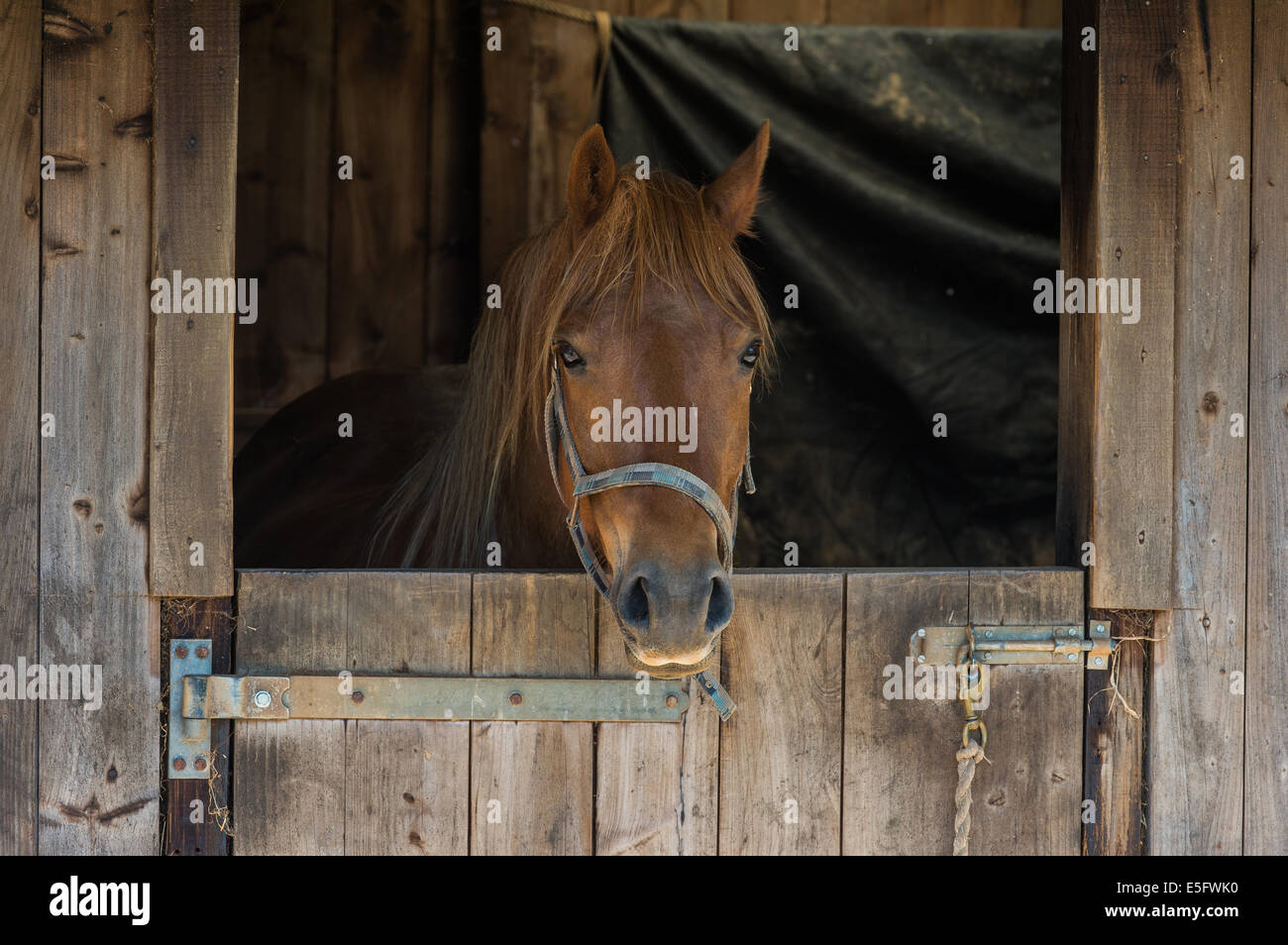 Horse stable hi-res stock photography and images - Alamy
