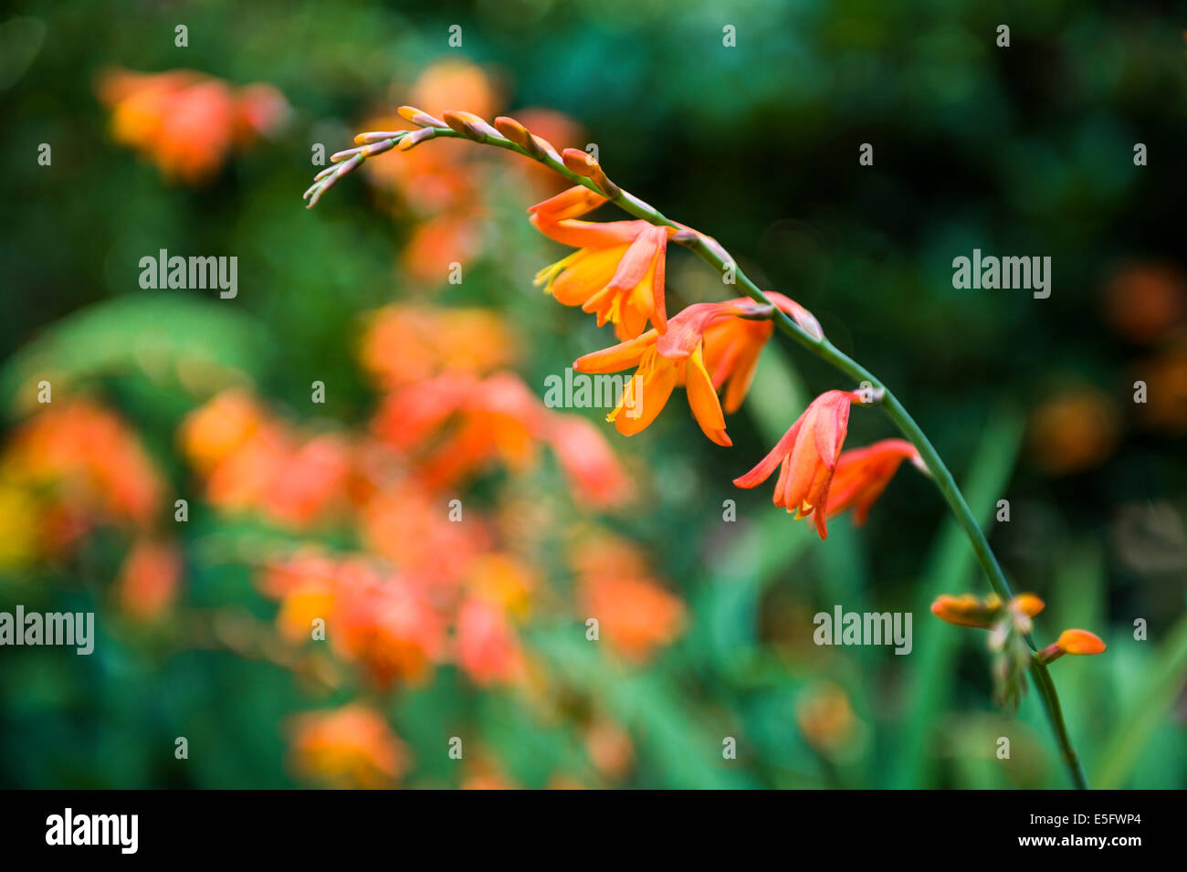 Crocosmia flowering hi-res stock photography and images - Alamy