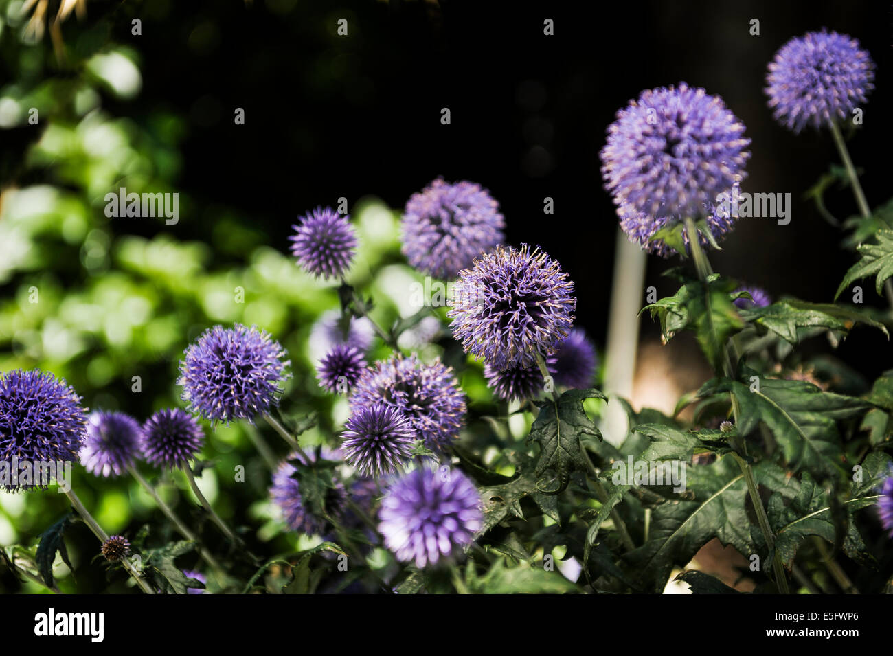 Echinops ritro Veitch's Blue Stock Photo - Alamy